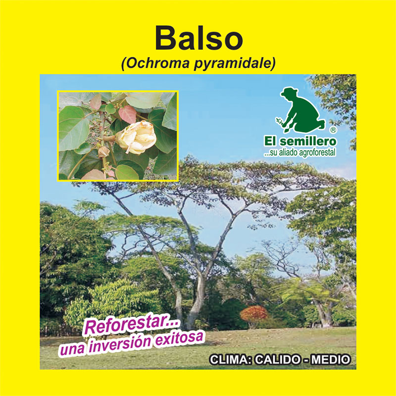 Venta de semilla de Balso | Compra en El Semillero SAS